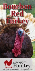 Bourbon Red Turkey - Breed Profile - Backyard Poultry